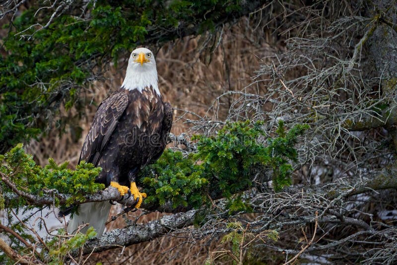 American Bald Eagle Perched on the Branch Stock Photo - Image of wild ...