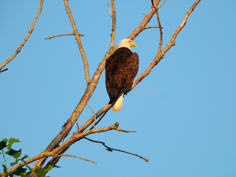 American Bald Eagle Perched in a Dead Tree in the Morning Sun Stock ...