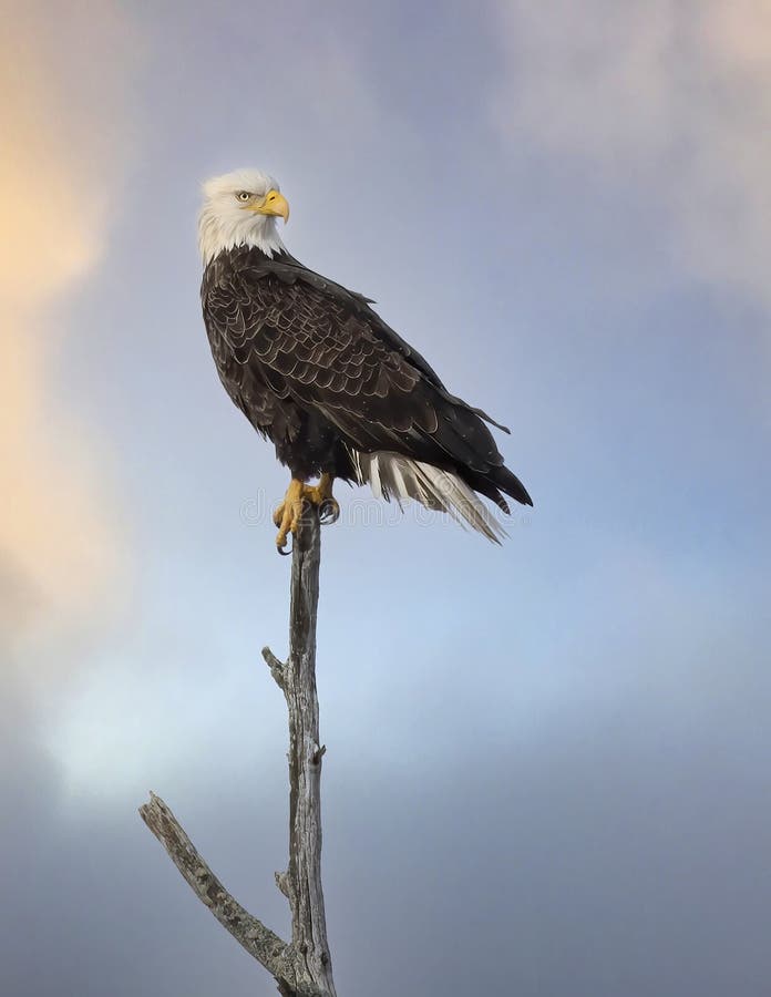 The Fall Season an American Bald Eagle Perched in a Tree in Canada To ...