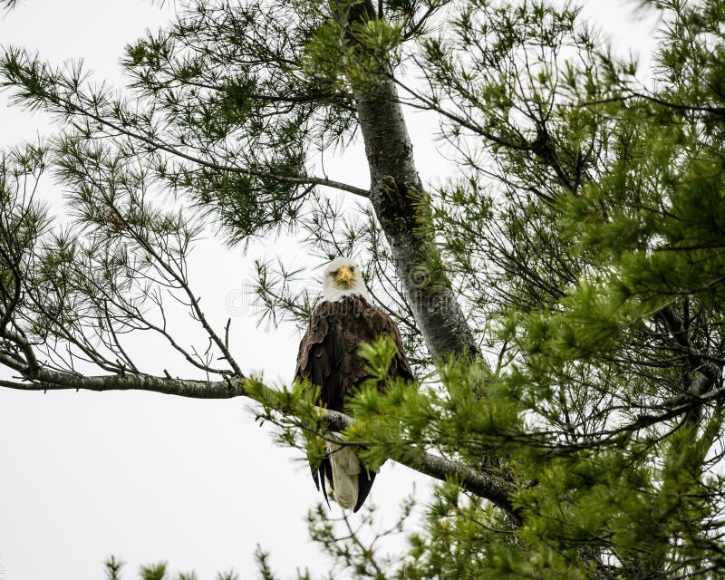 American Bald Eagle Perched in Tree Side View Stock Photo - Image of ...