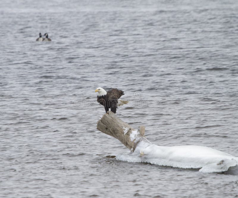 American Bald Eagle Perched on a Snag in the Mississippi River Stock ...