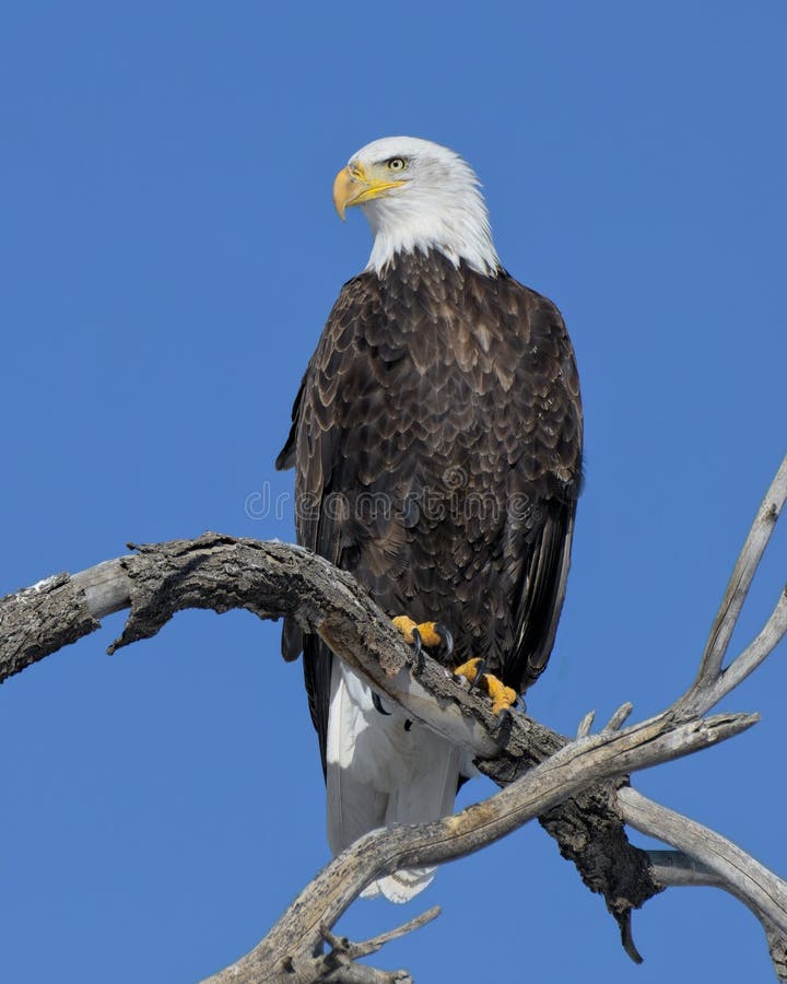 American Bald Eagle Perched in a Tree with a Clear Blue Sky Background ...