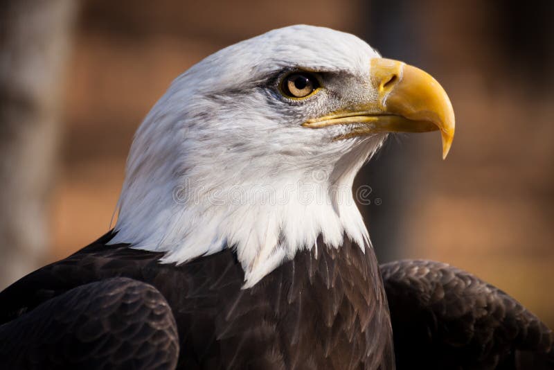 Old North American Bald Eagle Bowing His Head Stock Image - Image of ...