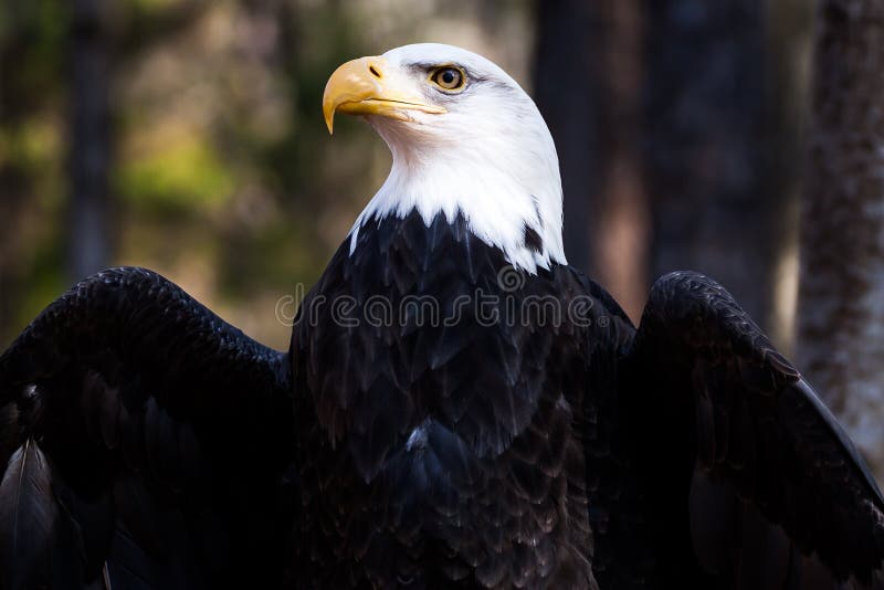 American Bald Eagle stock image. Image of female, leucocephalus - 55050027
