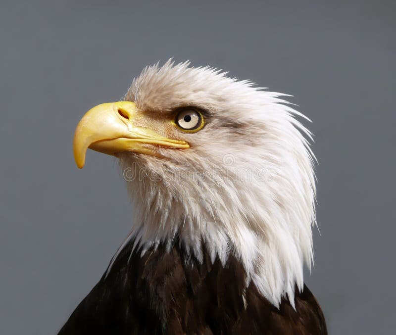 21,593 Eagle Head Photos - Free & Royalty-Free Stock Photos from Dreamstime