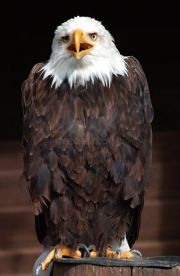 American bald eagle stock image. Image of stares, bald - 32030067