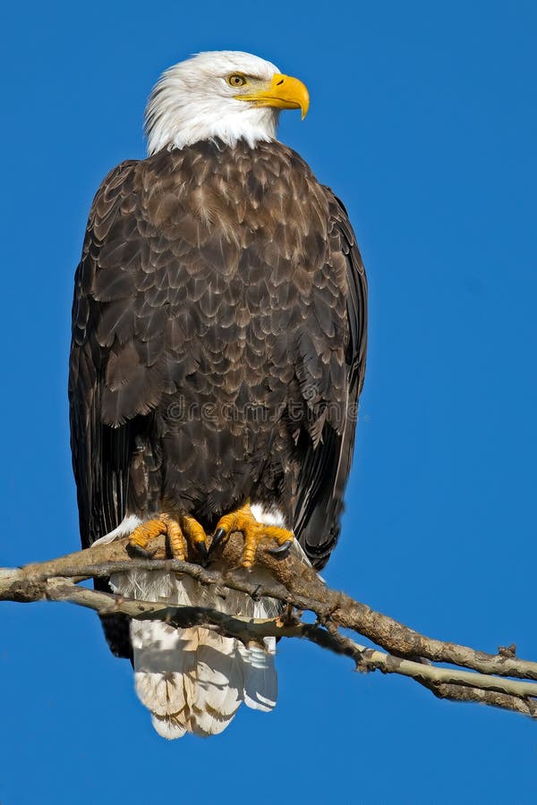 American Bald Eagle stock photo. Image of leucocephalus - 48283308