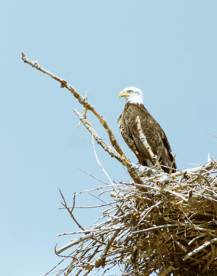 Bald Eagle Resting Wing Stock Photos - Free & Royalty-Free Stock Photos ...