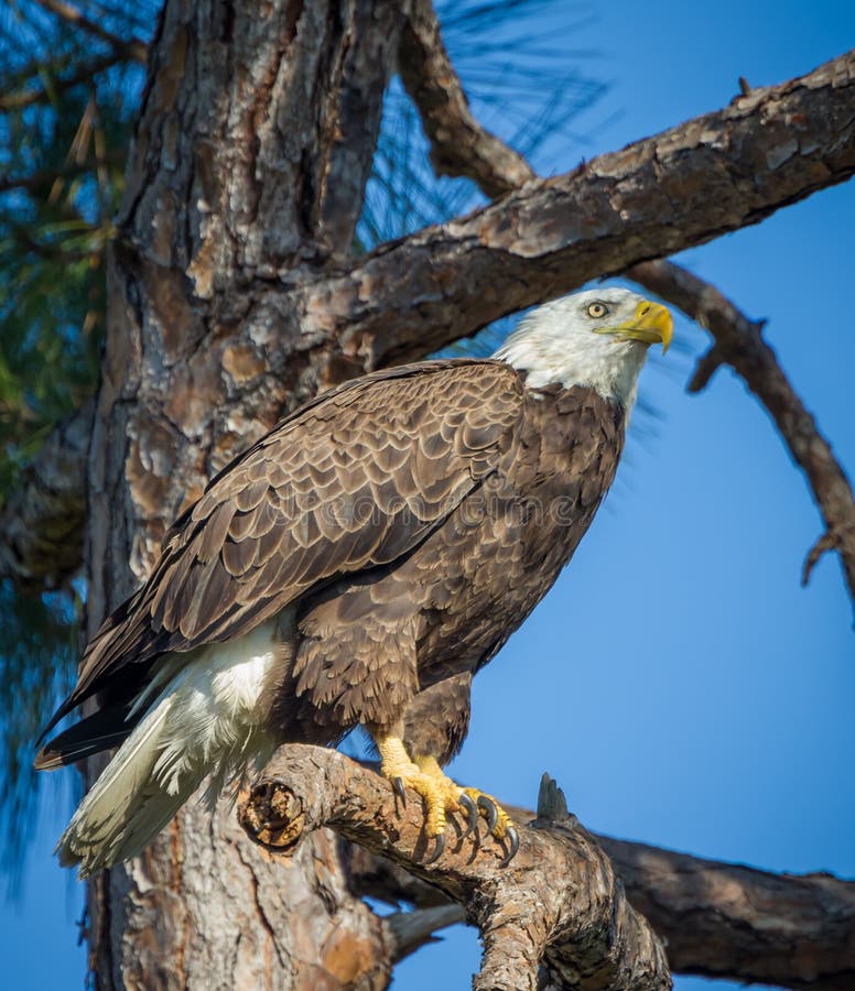 American Bald Eagle Rests on Branch in Florida Stock Image - Image of ...