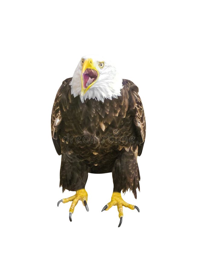 287 Screaming Eagle Photos - Free & Royalty-Free Stock Photos from ...