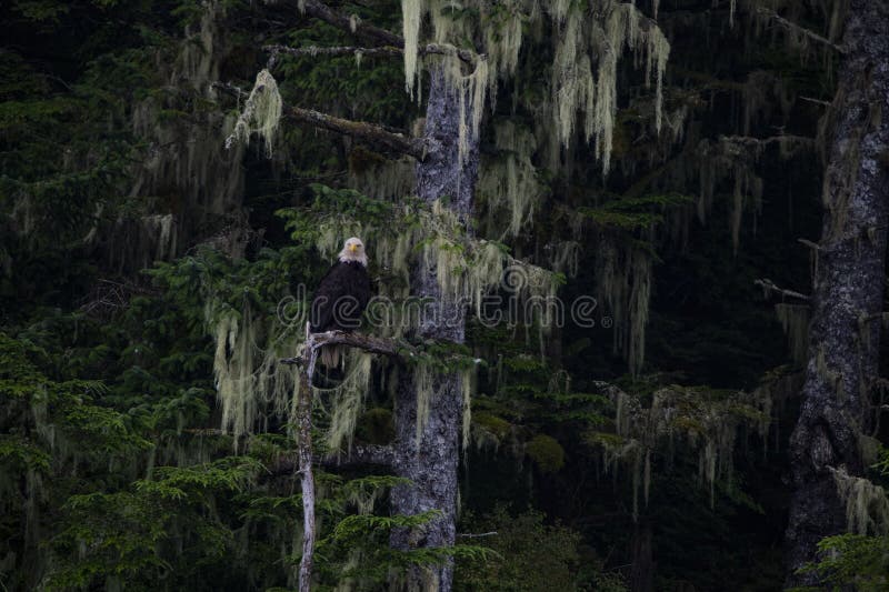 American Bald Eagle Perched in a Tree, Viewed from a Tour Boat. Stock ...