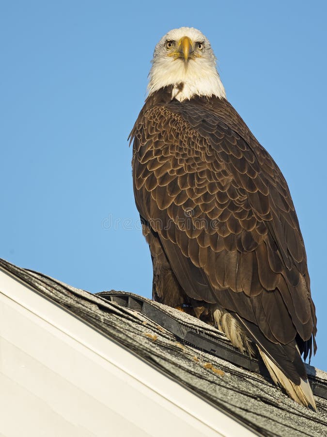 Old North American Bald Eagle Bowing His Head Stock Image - Image of ...