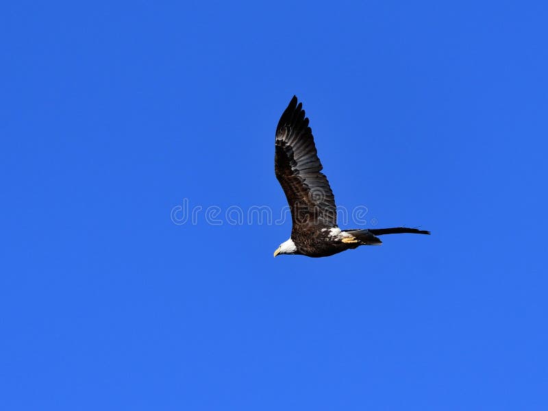 American Bald Eagle Soaring through a Clear Blue Sky with Its Wings ...