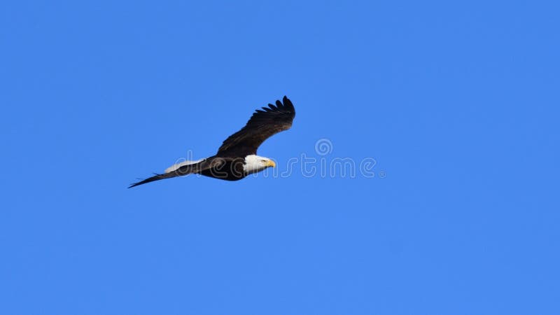American Bald Eagle Soaring through a Clear Blue Sky with Its Wings ...