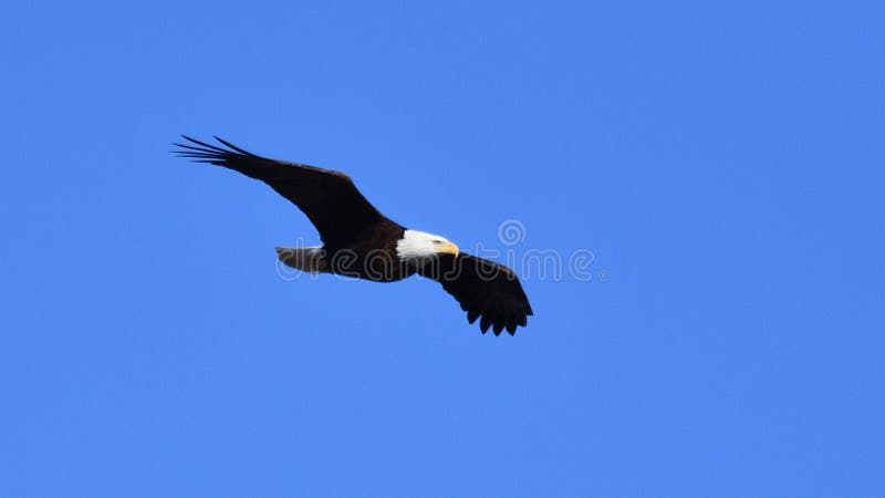 American Bald Eagle Soaring through a Clear Blue Sky with Its Wings ...