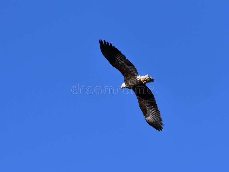 American Bald Eagle Soaring through a Clear Blue Sky with Its Wings Outstretched Stock Photo ...