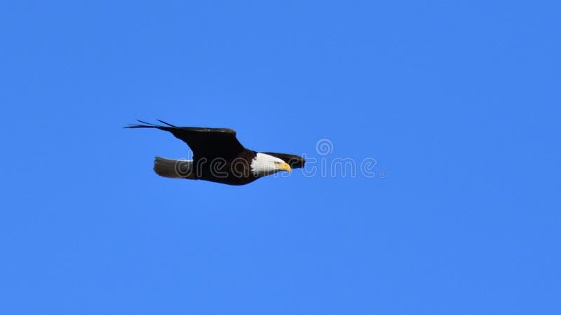 American Bald Eagle Soaring through a Clear Blue Sky with Its Wings ...