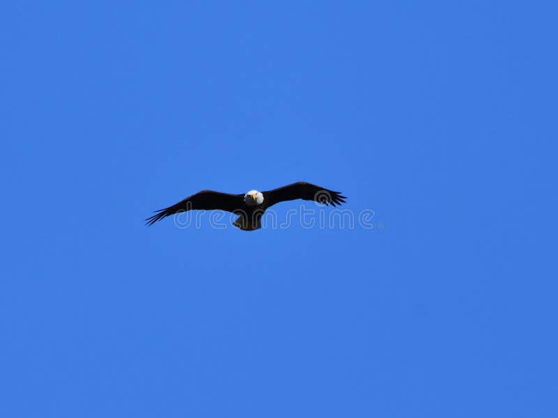 American Bald Eagle Soaring through a Clear Blue Sky with Its Wings Outstretched Stock Photo ...