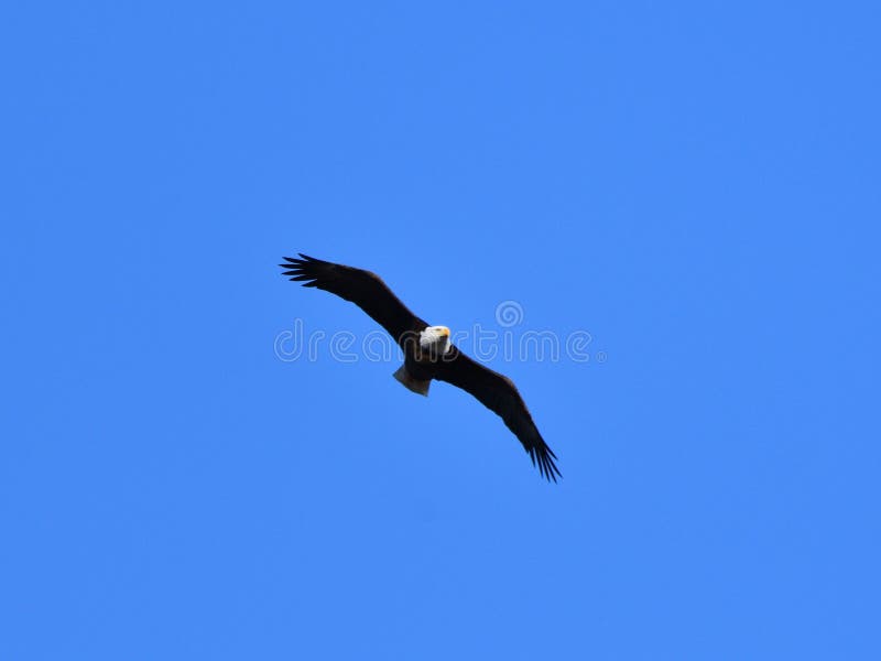 American Bald Eagle Soaring through a Clear Blue Sky with Its Wings ...