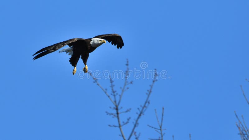 American Bald Eagle Soaring through a Clear Blue Sky with Its Wings ...