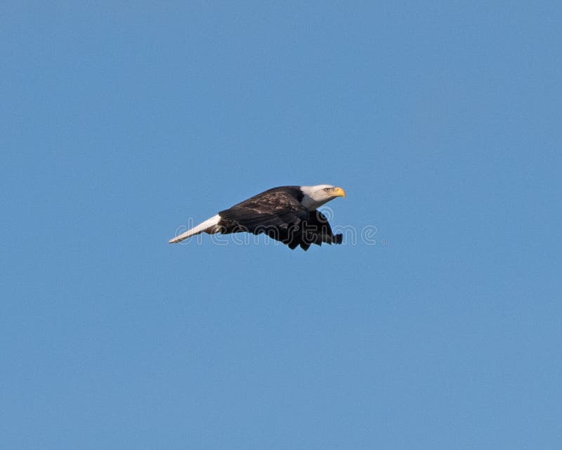 American Bald Eagle Soaring in Open Sky Stock Photo - Image of eagle, powerful: 348895876