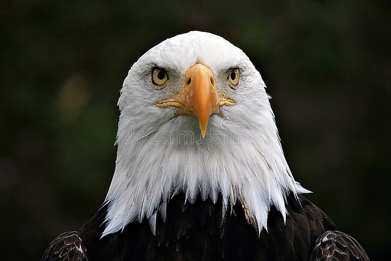 American Bald Eagle Staring into Camera, Ecuador Stock Photo - Image of ...