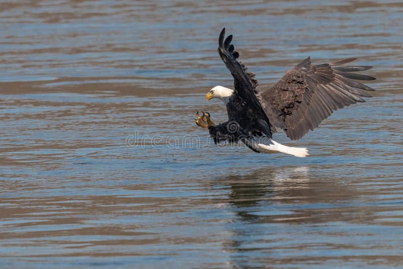 American bald eagle stock photo. Image of conowingo - 206617534