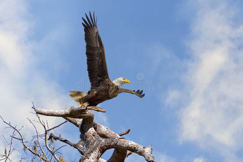 Bald Eagle Taking Flight from a Tree Stump Stock Image - Image of avian, taking: 331050185