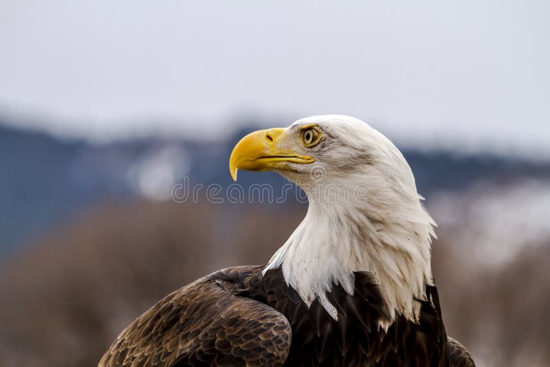 American Bald Eagle in Winter Setting Stock Photo - Image of winter ...
