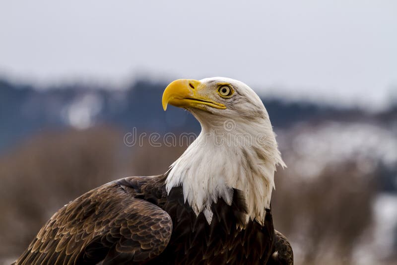 American Bald Eagle in Winter Setting Stock Image - Image of powerful ...