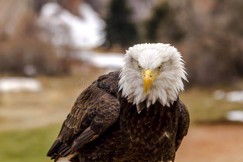 American Bald Eagle in Winter Setting Stock Image - Image of bird ...