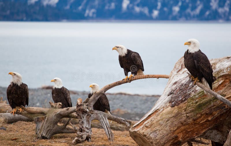 American Images Of Bald Eagles