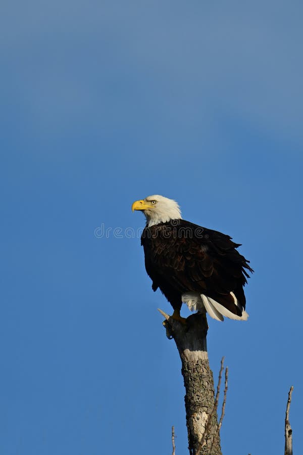 An American Bald Eagles Perched in a Dead Tree Stock Photo - Image of ...