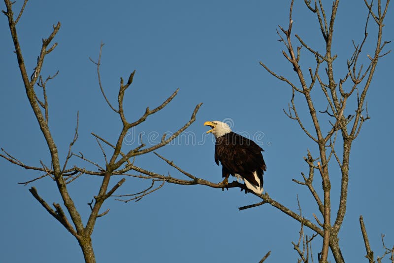 An American Bald Eagles Perched in a Dead Tree Stock Photo - Image of ...
