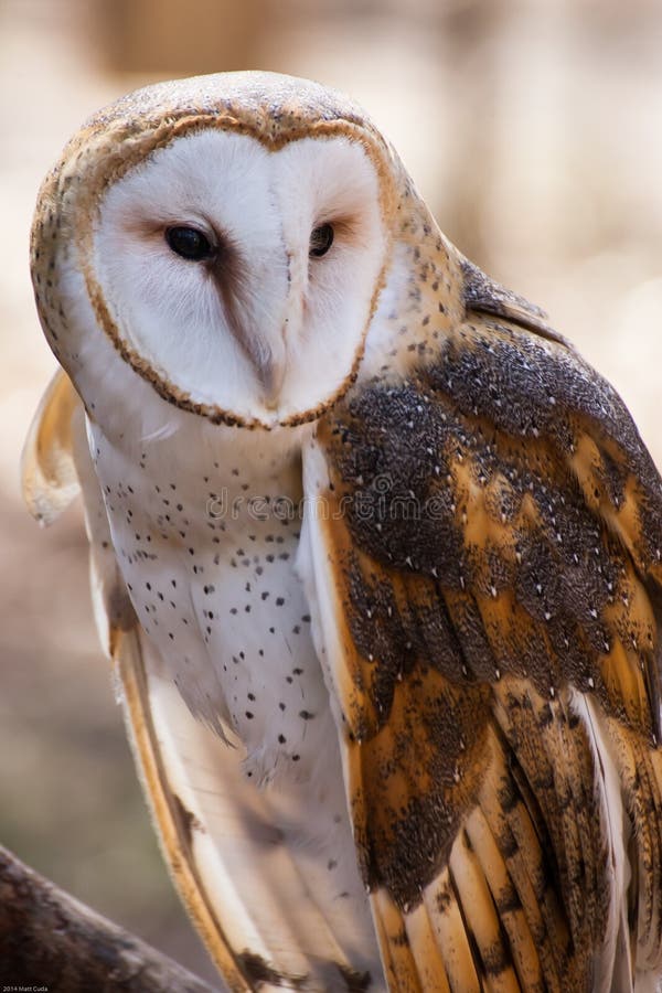 American Barn Owl stock image. Image of north, bird, perched - 40949635
