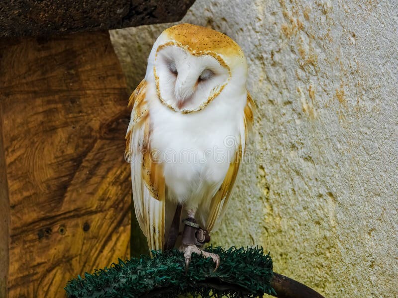 American Barn Owl perched stock image. Image of american - 249691659