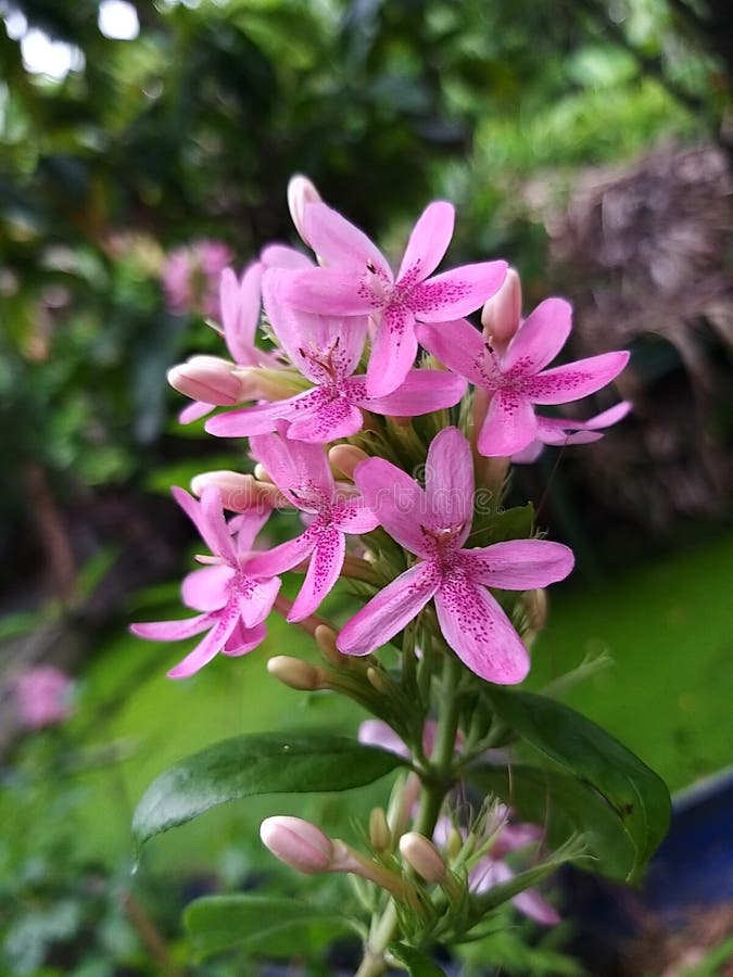 American beauty flower stock photo. Image of lilac, garden - 191039244