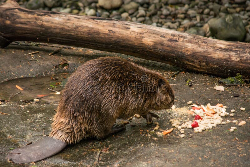 American Beaver (Castor Canadensis) Eating Lunch Stock Photo - Image of ...