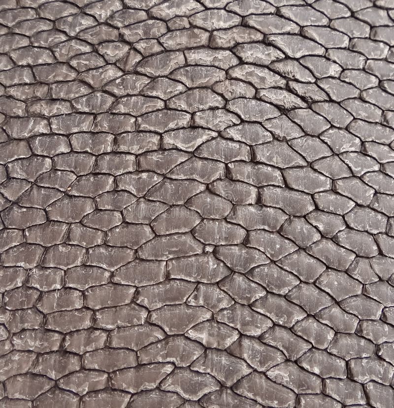 Beaver Tail stock image. Image of rodent, american, aquatic - 49145217