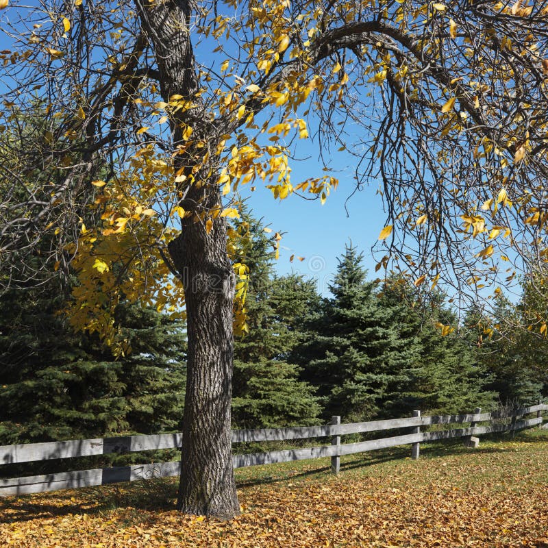 American Beech Tree in Fall Color. Stock Image - Image of beech ...