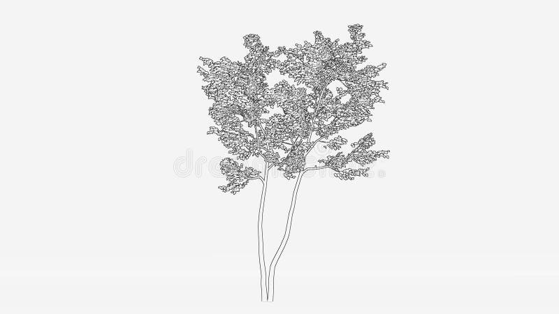 American Beech Tree Hand Drawn and Isolated on White Background Stock ...
