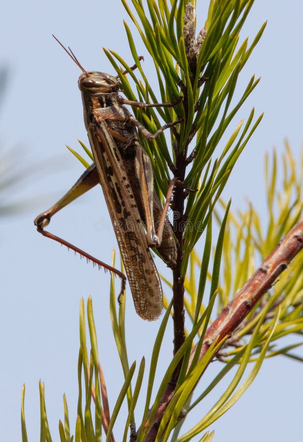 American Locust Stock Photos - Free & Royalty-Free Stock Photos from ...