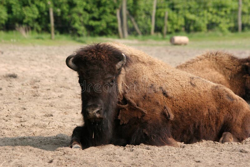 American bison stock photo. Image of bison, furr, wildlife - 10676038