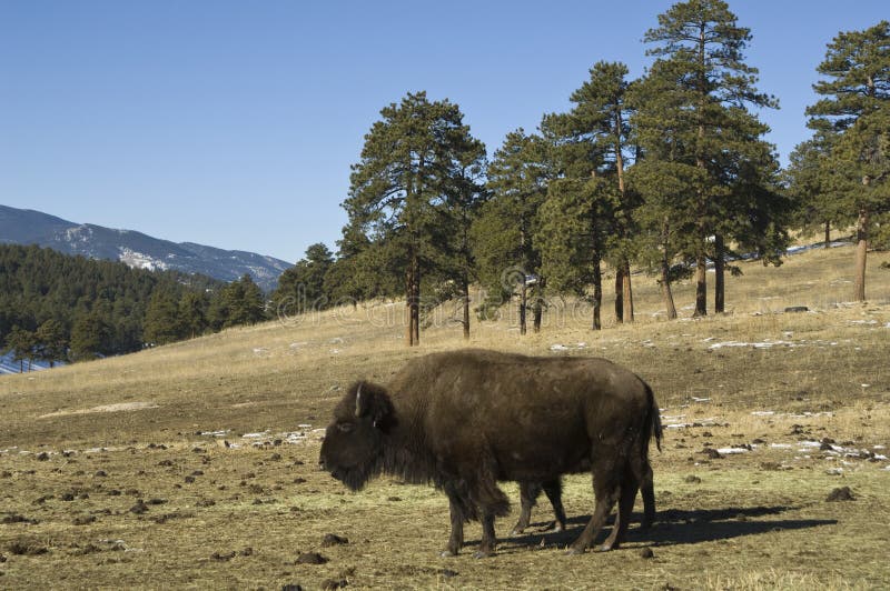 American Bison stock photo. Image of west, antler, cattle - 11926188