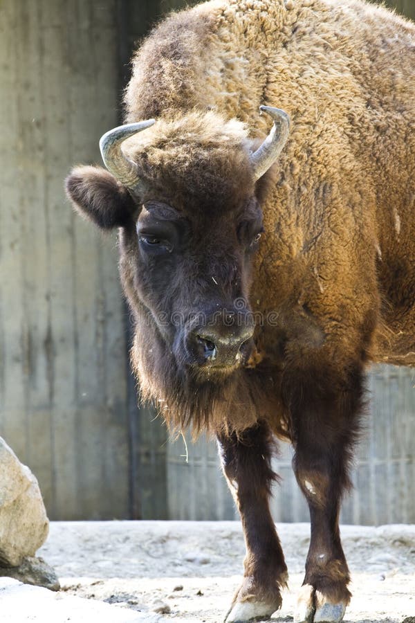American Bison stock photo. Image of animal, shaggy, park - 13894964