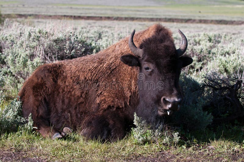 American Bison stock image. Image of ungulate, hump, prey - 25828593