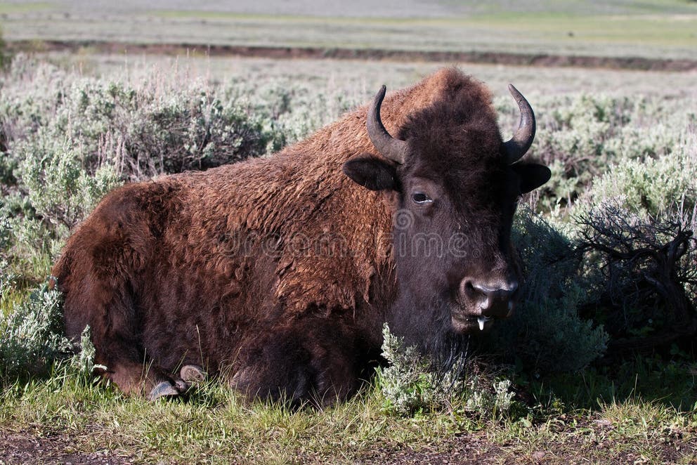 American Bison stock image. Image of ungulate, hump, prey - 25828593