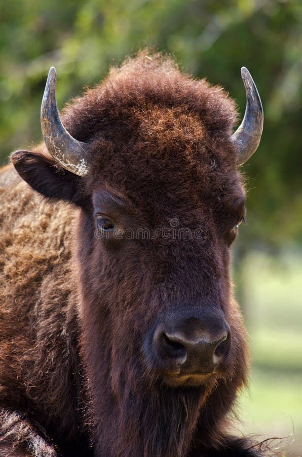American Bison stock photo. Image of western, horns, wildlife - 26953240