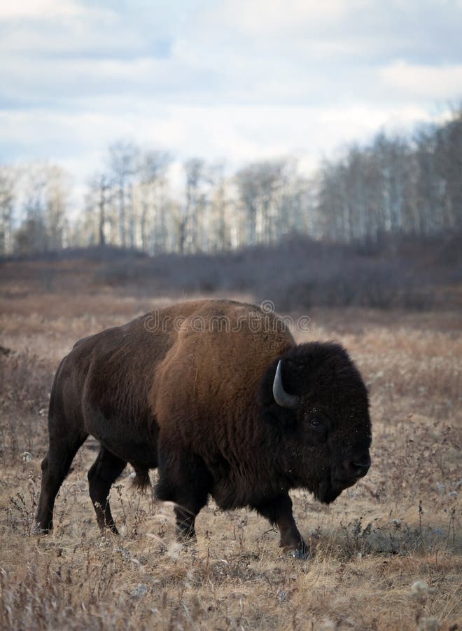 Bison stock image. Image of outdoors, grey, bison, field - 330607