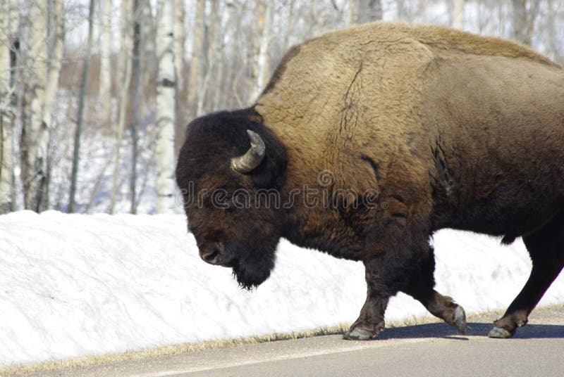 326 Side View Bison Stock Photos - Free & Royalty-Free Stock Photos ...